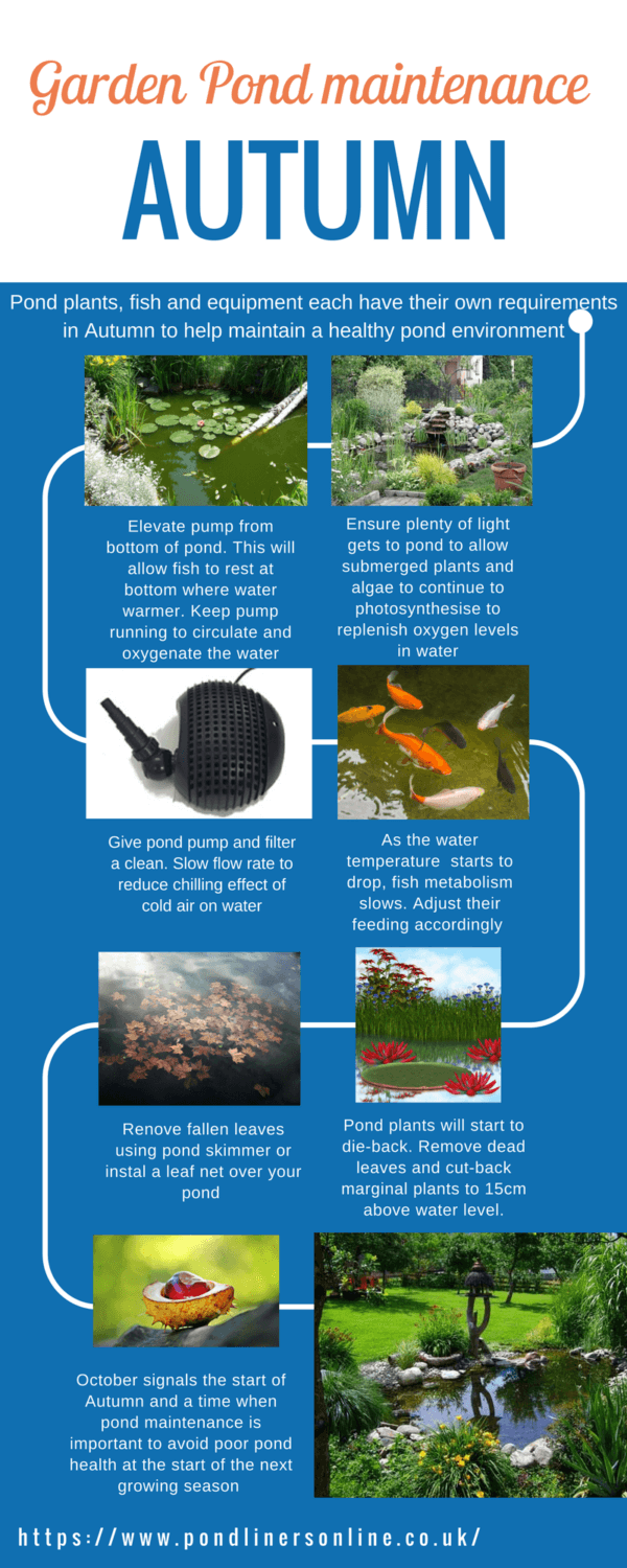 Autumn pond maintenance tips vital to your ponds health